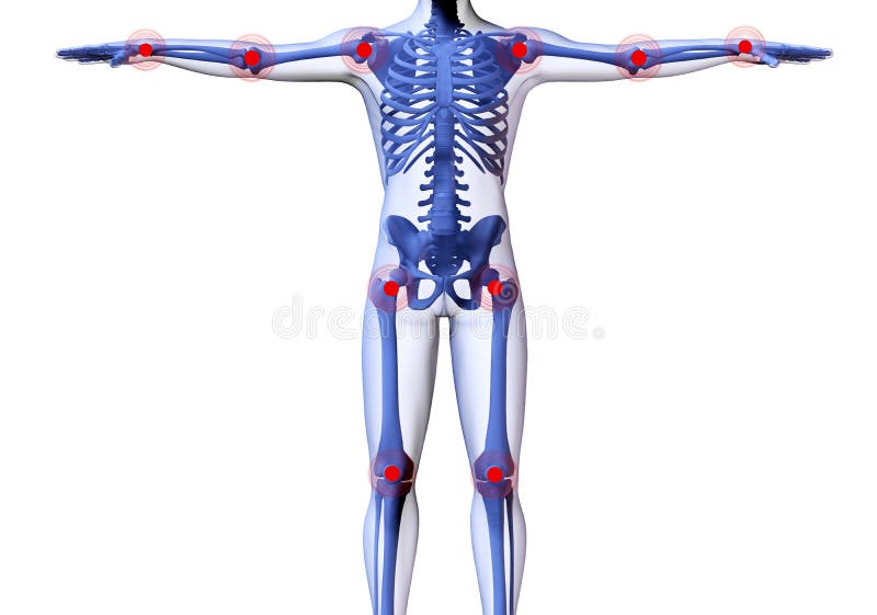 Skeleton of the man stock illustration. Illustration of anatomical ...