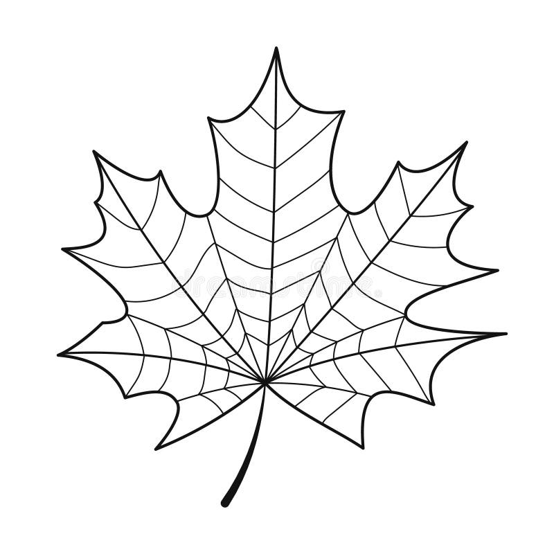 Skeleton Maple Leaf Isolated. Vector Illustration Stock Illustration ...