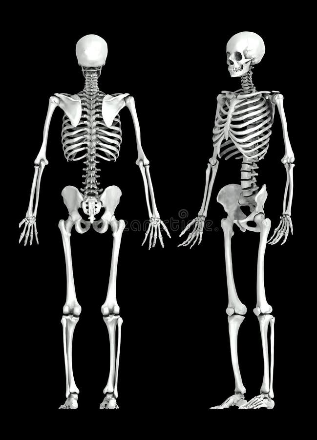 Skeleton Medical Illustration Stock Illustration - Illustration of ...