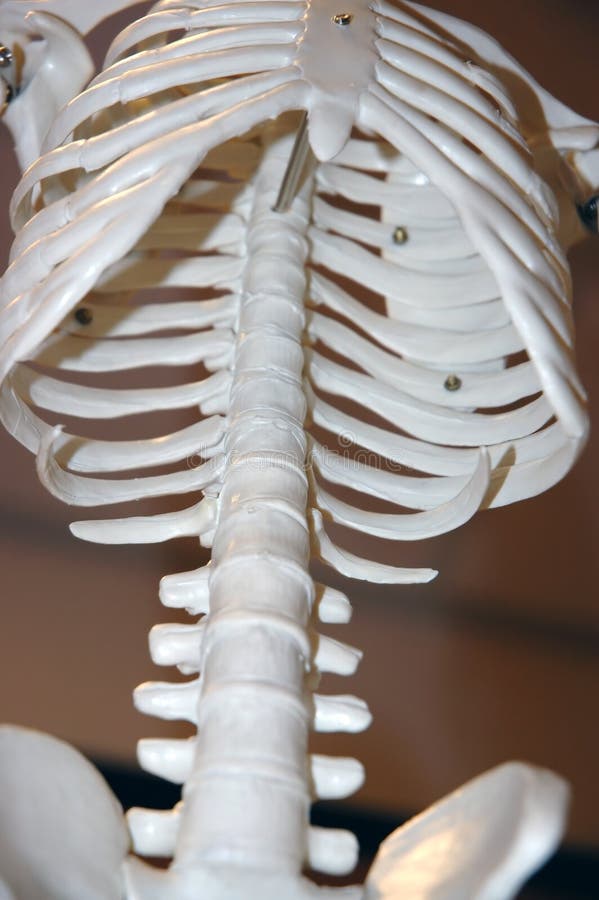 Skeleton chest stock image. Image of dead, medical, anatomy - 32604933