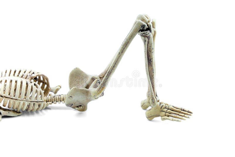 Skeleton Model on White Background Stock Image - Image of white ...