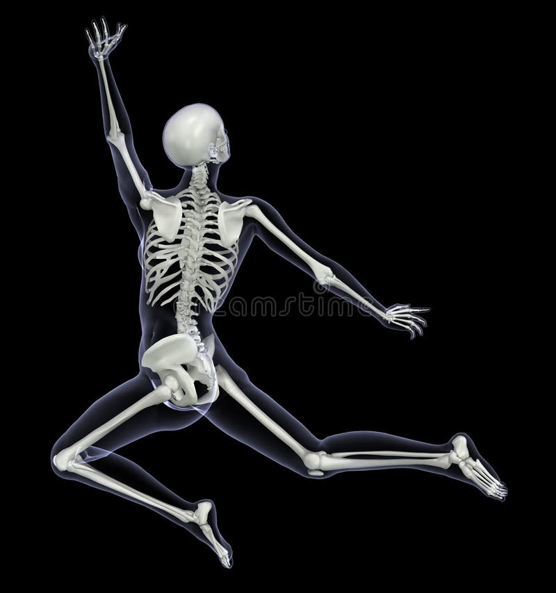 Skeleton in Motion 1 stock illustration. Illustration of health - 2304403