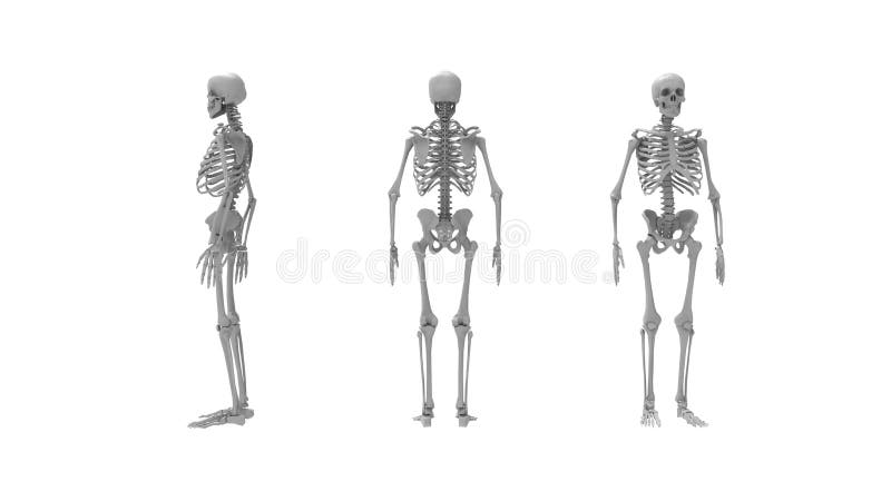 Skeleton Multiple Views of a Human Computer Renderd Skeleton, Stock ...