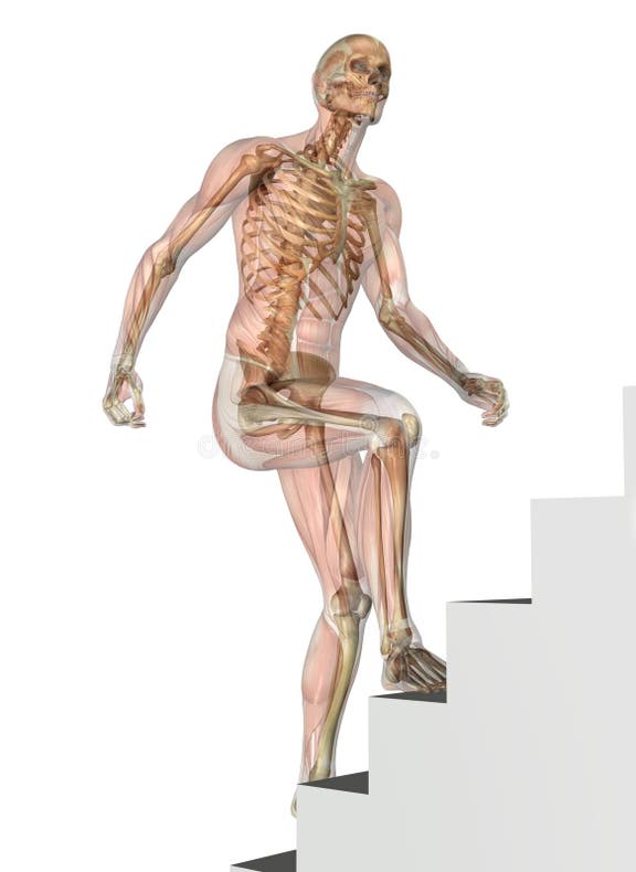 Skeleton with Muscles - Climbing Stairs Stock Illustration ...