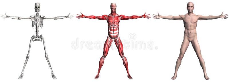 Skeleton and Muscles of a Human Male Stock Illustration - Illustration ...