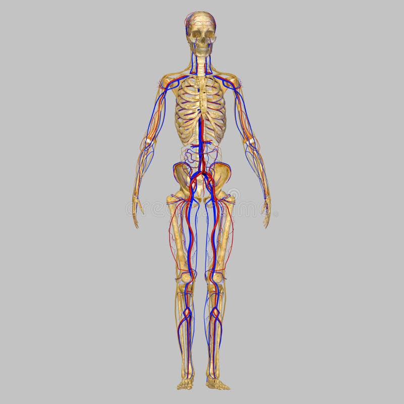 Skeleton with Nervous System Stock Illustration - Illustration of ...