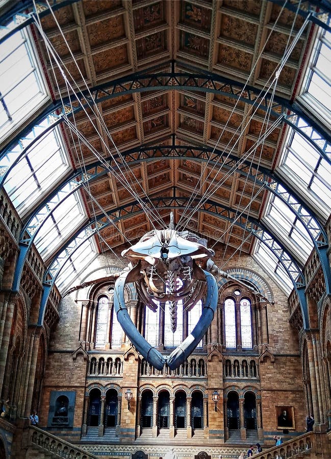 An Inside View of the Skeleton in the Natural History Museum of London ...