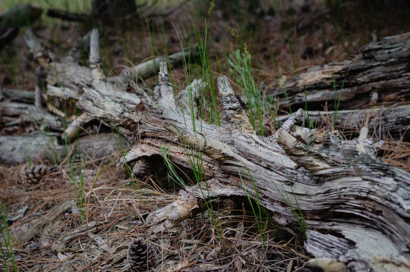 Old Rotten Branches and Logs on the Ground. Selective Focus. Stock ...