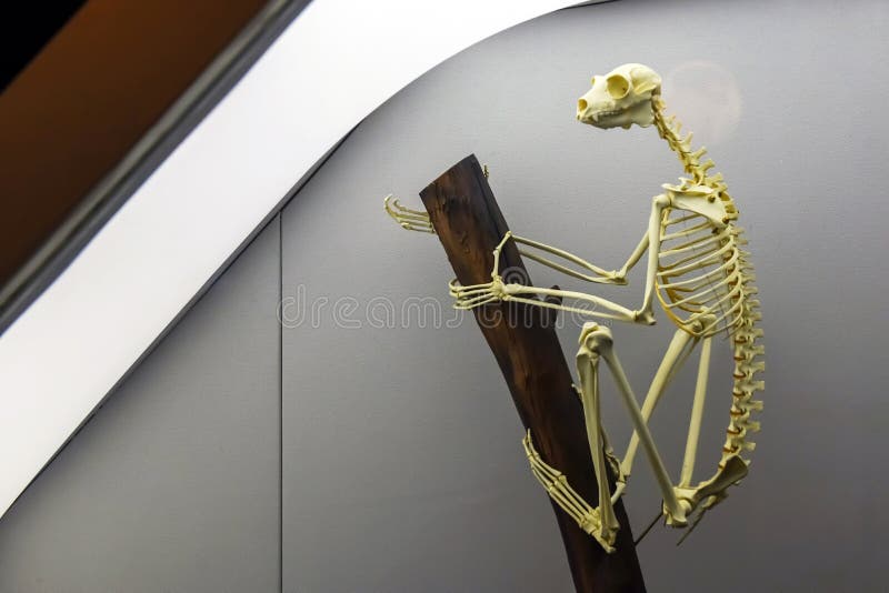 Skeleton of Orangutan in Real Body Stock Photo - Image of fossil ...