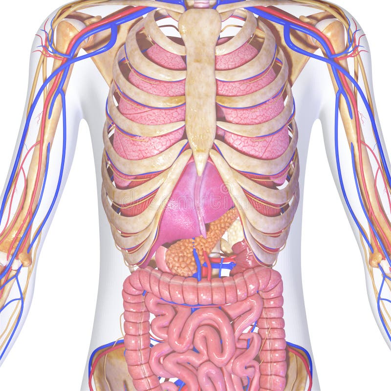 Anatomical Overlays - Male Torso with Organs Stock Illustration ...
