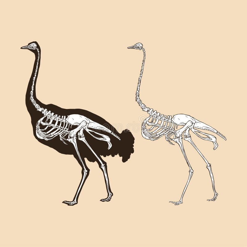Skeleton Ostrich Vector Illustration Stock Vector - Illustration of ...