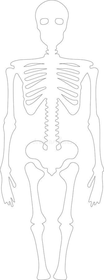 Skeleton Outline Silhouette Generative Ai Stock Vector - Illustration ...