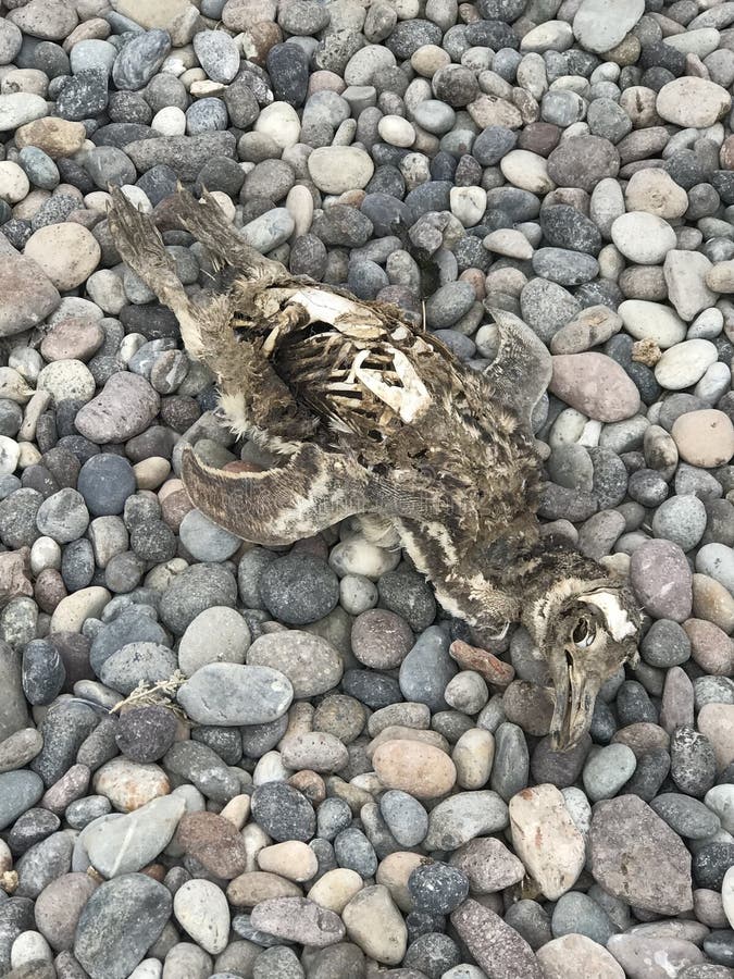 Skeleton of a Penguin on the Rocks Stock Image - Image of zoology ...