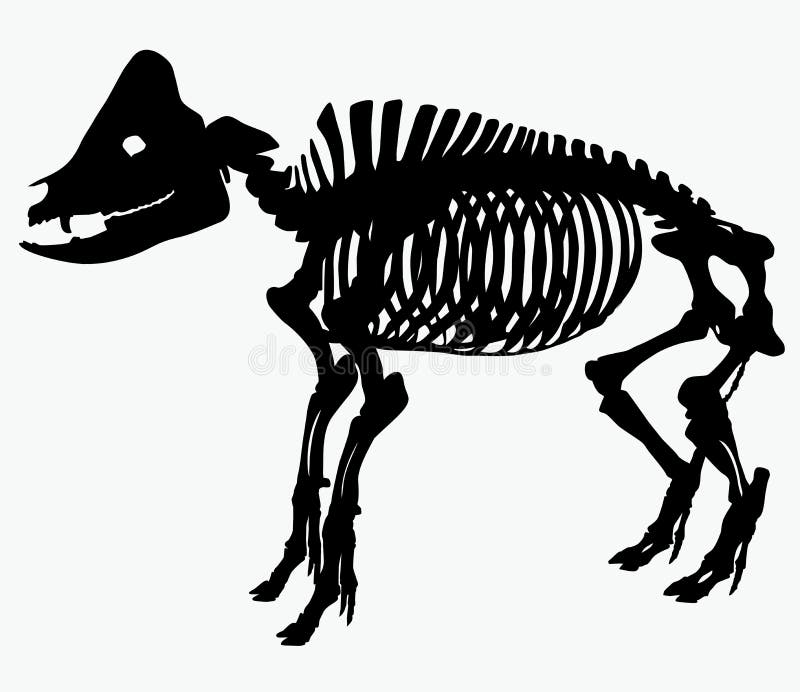 Skeleton of the Rat Vector Illustration Stock Vector - Illustration of ...