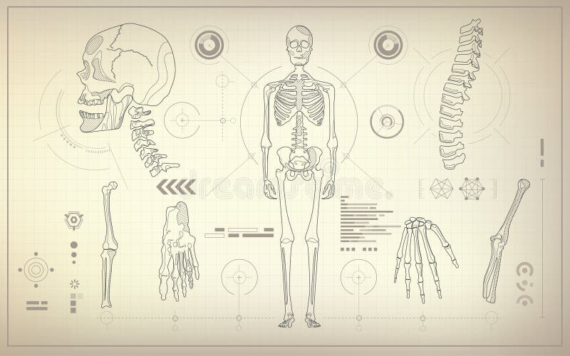 Skelett vektor abbildung. Illustration von gezeichnet - 83815130
