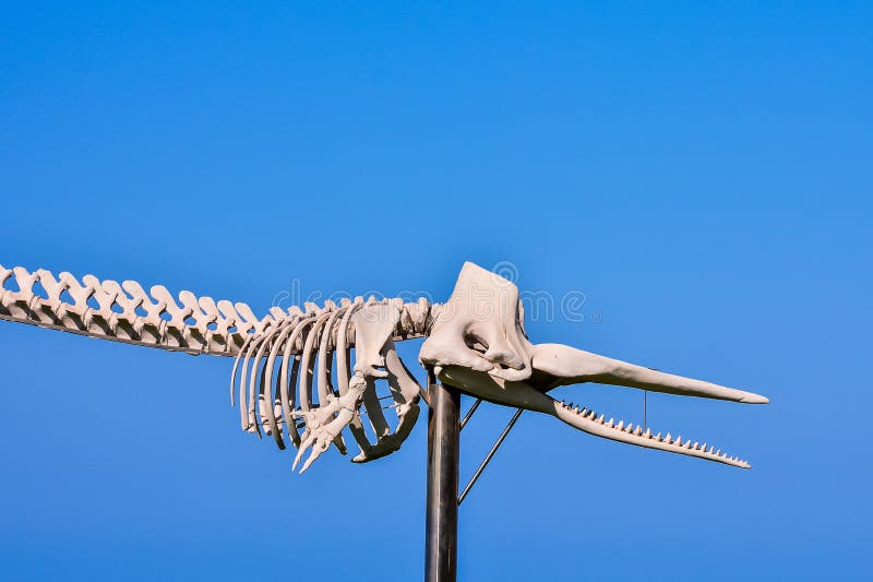 275 Skeleton Pole Stock Photos - Free & Royalty-Free Stock Photos from ...