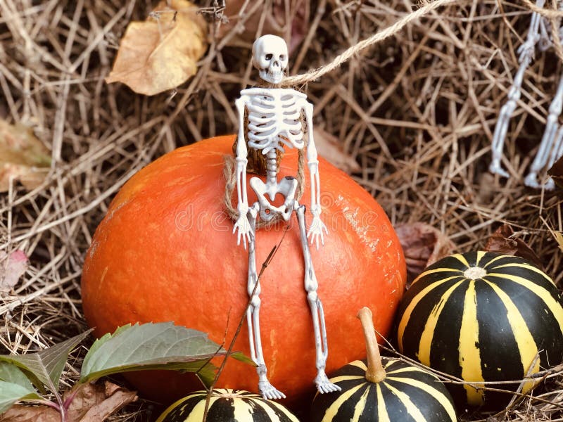 Skeleton with pumpkins stock photo. Image of halloween - 198127308