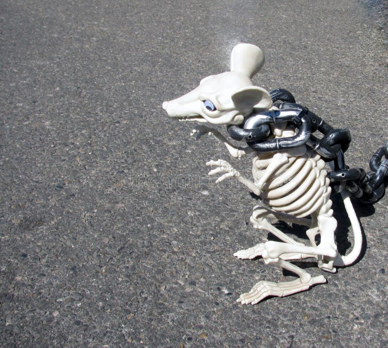 Skeleton rat on chain stock image. Image of animal, ugly - 78720645