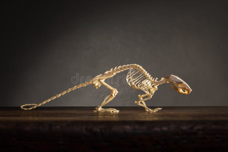 Skeleton of rat stock photo. Image of dried, extermination - 61938284