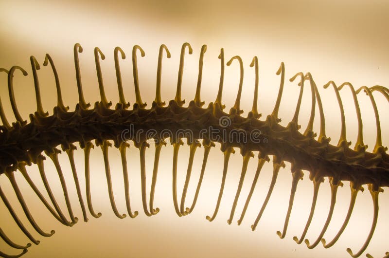 Skeleton of rattlesnake stock image. Image of scaly, ecology - 36005975