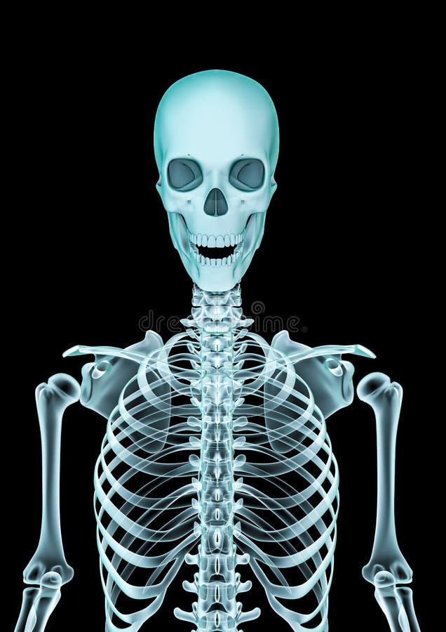 Skeleton x-ray stock illustration. Illustration of anatomy - 43224420