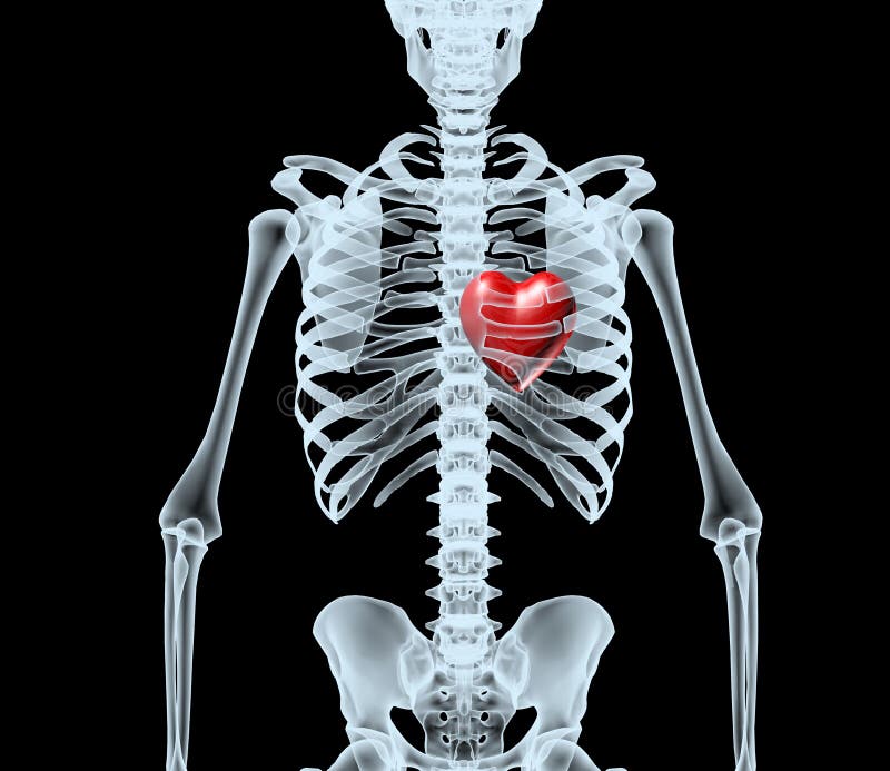Skeleton X-Ray Displaying Heart Stock Illustration - Illustration of ...