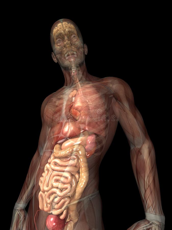 Skeleton X-Ray - Internal Organs Stock Illustration - Illustration of ...