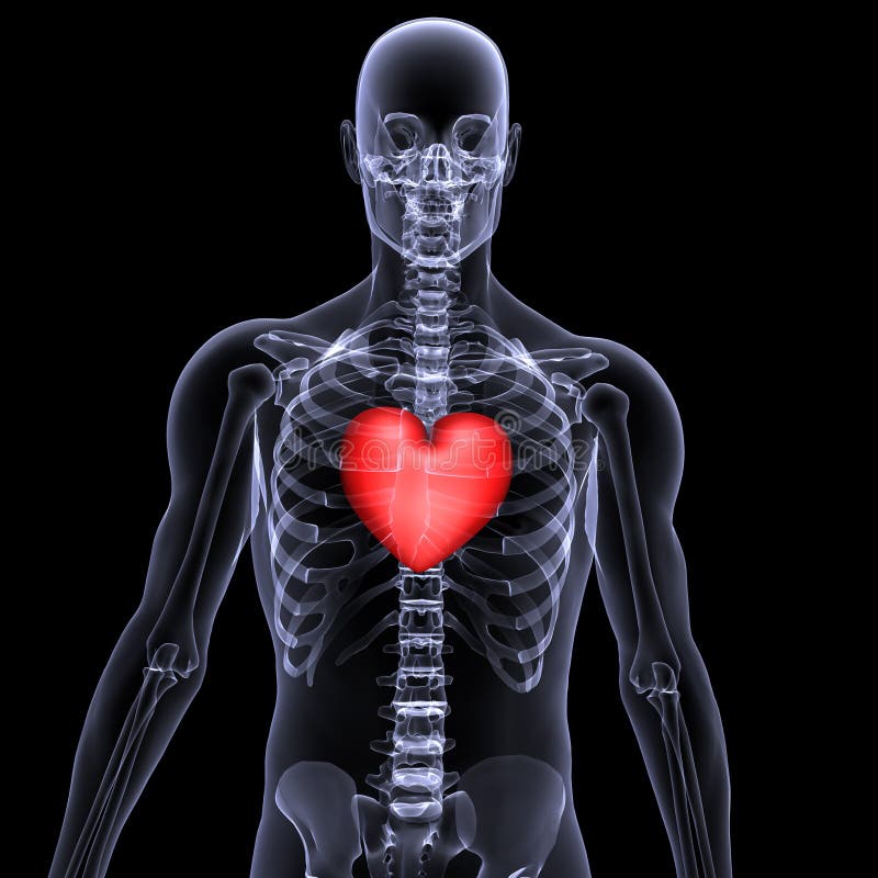 Heart X-Ray 1 stock illustration. Illustration of graphic - 760602