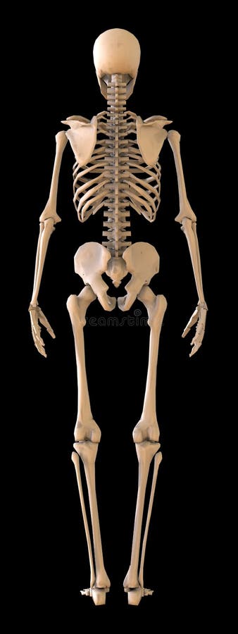 Skeleton Rear View. Human Skeleton on Black Background. 3d Illustration ...