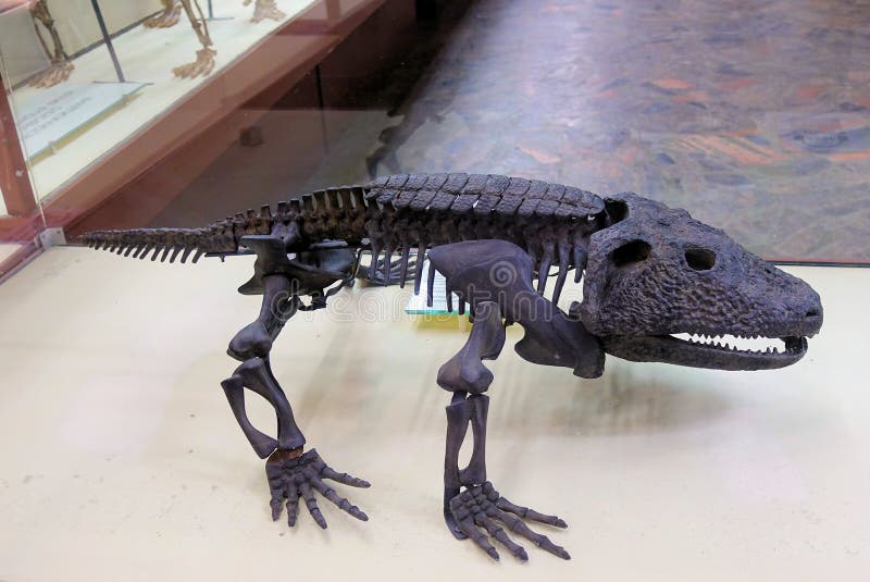 Skeleton of a Relic Prehistoric Reptile. Petrified Remains Editorial ...