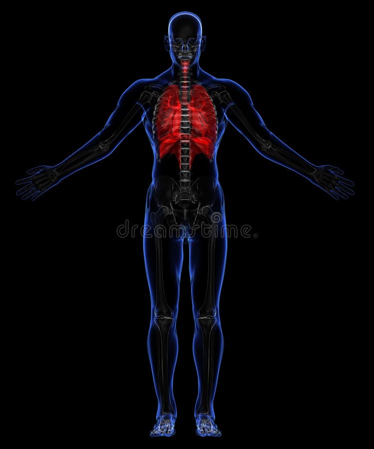 Skeleton and Respiratory System Stock Illustration - Illustration of ...