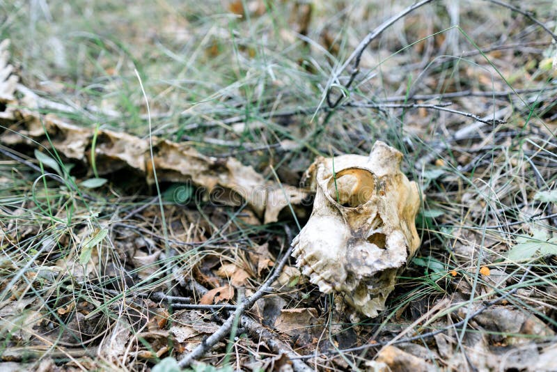 The Skeleton of a Roe Deer Lies on the Ground in the Forest among the ...