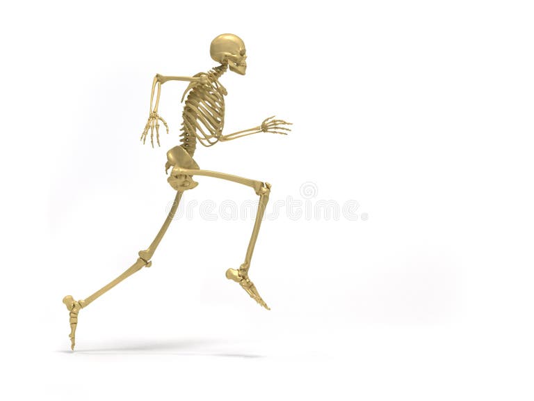 Human Body Skeleton Running Stock Illustrations – 889 Human Body ...
