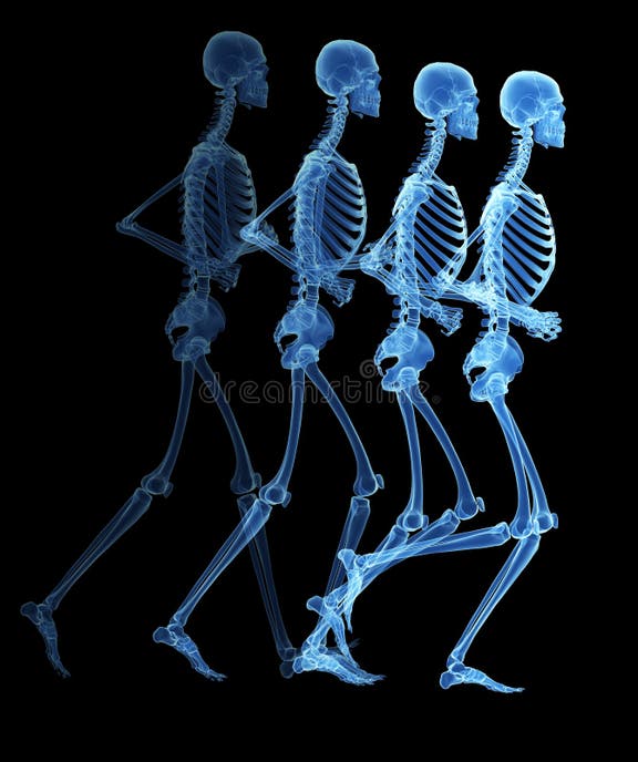 The skeleton stock illustration. Illustration of bones - 39791278