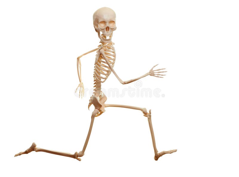117,087 Skeleton Photos - Free & Royalty-Free Stock Photos from Dreamstime