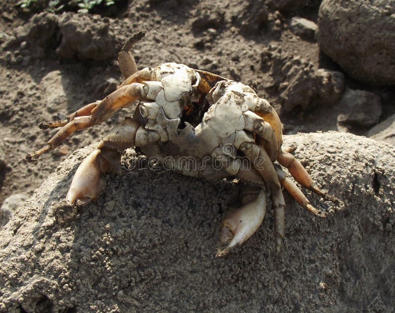 The Skeleton of a Sand Crab at the Bottom of a Dried-up Reservoir Stock ...