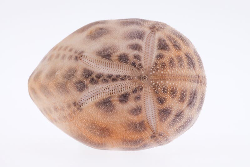 Isolated Skeleton of Sea Shell Green Echinoidea Macro Stock Photo ...