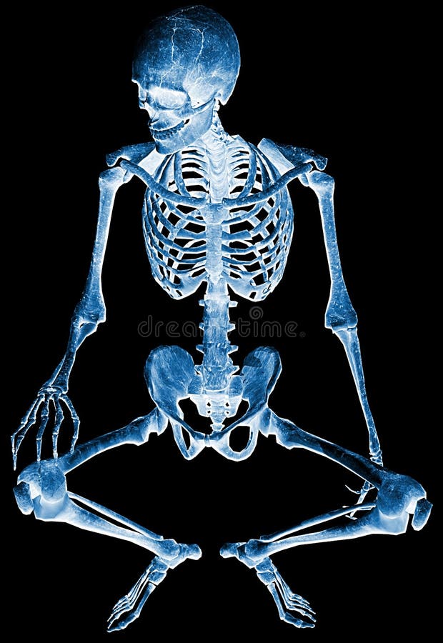Skeleton seated xray stock illustration. Illustration of ribs - 15565468