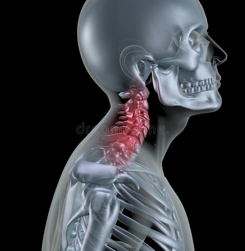 Skeleton Showing Neck Bones Stock Illustration - Illustration of ...