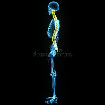 Skeleton Side View (Back Bone) Stock Illustration - Illustration of ...