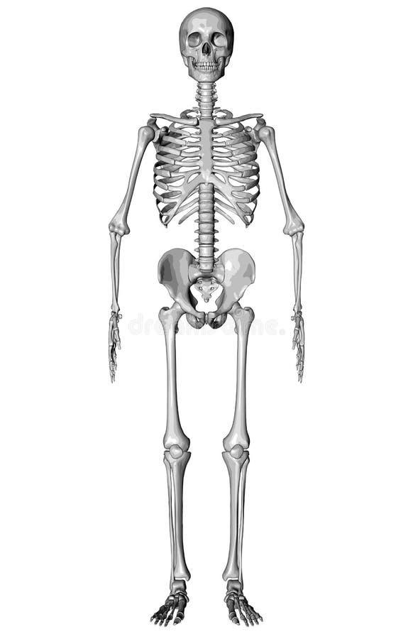 Skeleton - Sketch stock illustration. Illustration of sketch - 11914806
