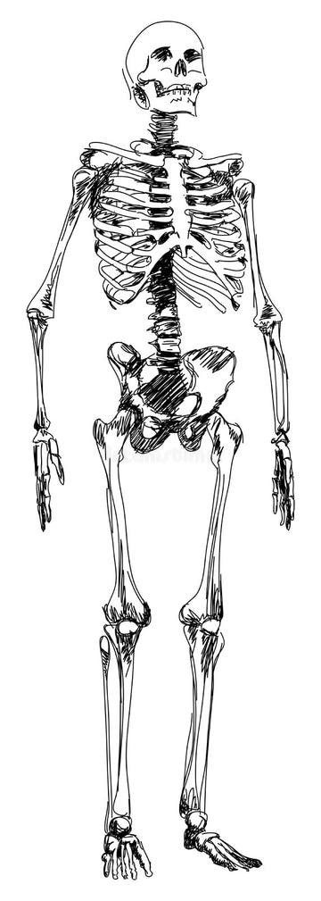 Illustration Skeleton Sketch Stock Illustrations – 10,558 Illustration ... Illustration Skeleton Sketch Stock Illustrations – 10,558 Illustration ...
