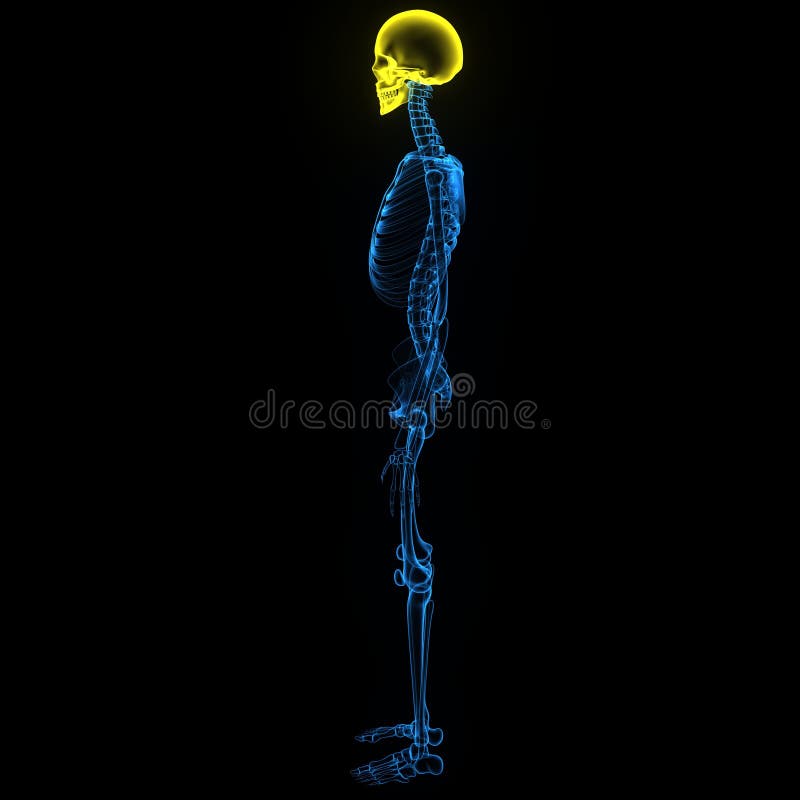 Skeleton Side View (Back Bone) Stock Illustration - Illustration of ...