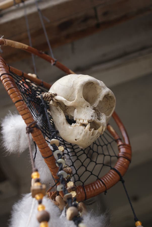 Skeleton, Skull, Bone stock image. Image of skeleton - 111420719