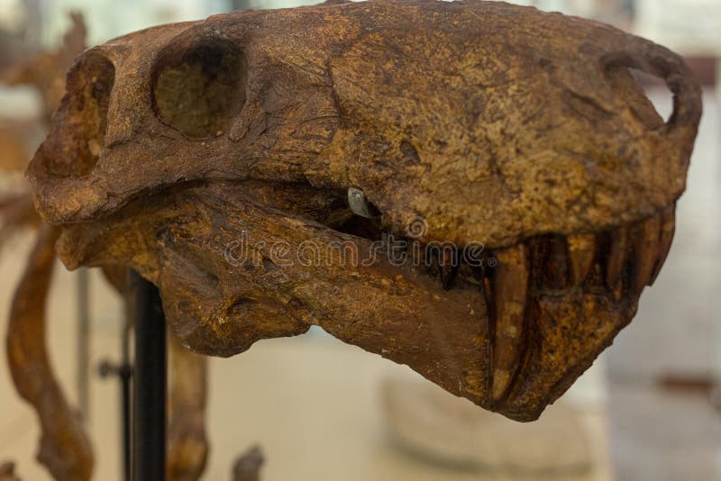 Skull of the dinosaur stock image. Image of exhibition - 2017561
