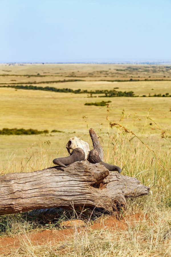Skeleton Skull Lying on a Tree Log in the African Savanna Stock Photo ...