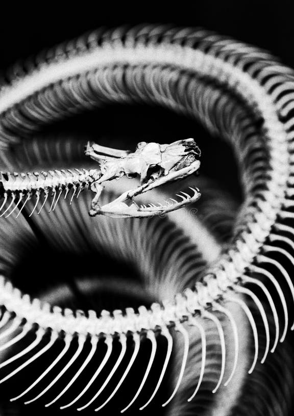 354 Snake Skeleton Stock Photos - Free & Royalty-Free Stock Photos from ...