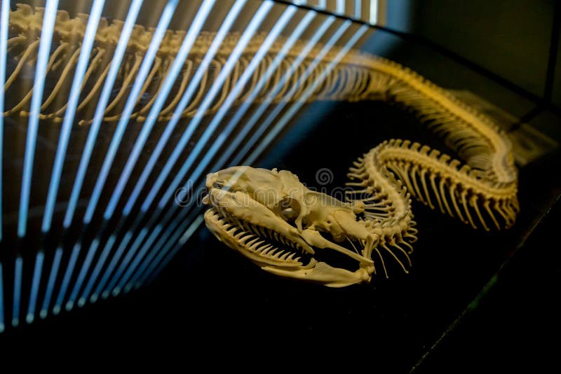 Prehistoric Snake Skeleton
