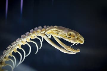 Skeleton of snake stock image. Image of asia, creep - 145195951