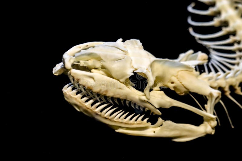 Skeleton of snake stock image. Image of asia, creep - 145195951